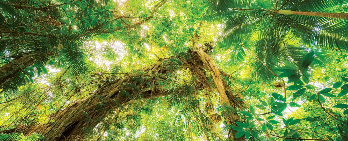 Explore the Daintree Rainforest the Nutella Way | Nutella® Australia ...