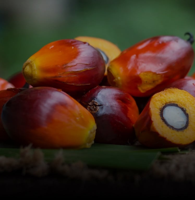 The Palm Oil in Nutella® | Nutella® USA | Official Website